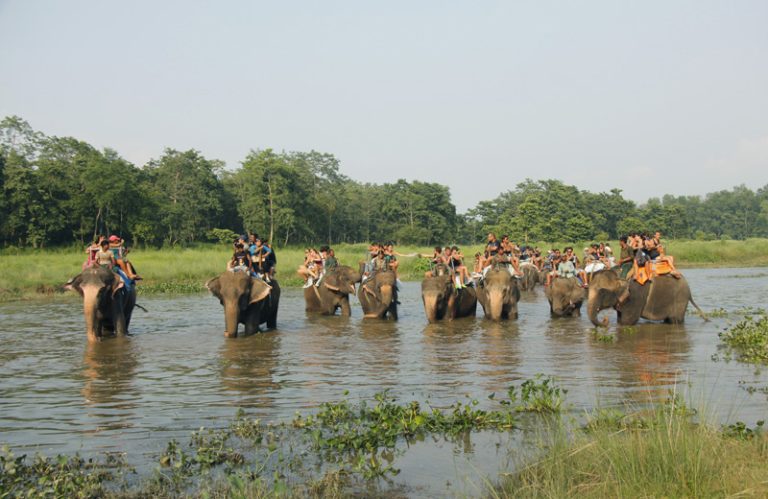 Unveiling Chitwan National Park: A Journey Through Nepal's Natural Gem